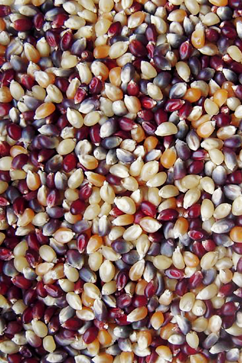 Organic Popcorn – Next Generation Foods